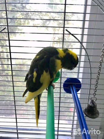 Попугай Какарик