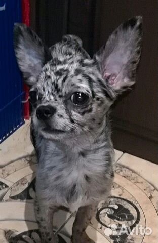 Мраморный мальчик чихуахуа