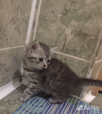 Малышка британка