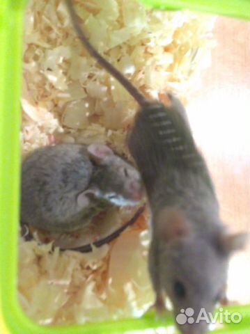 Отдам мышек