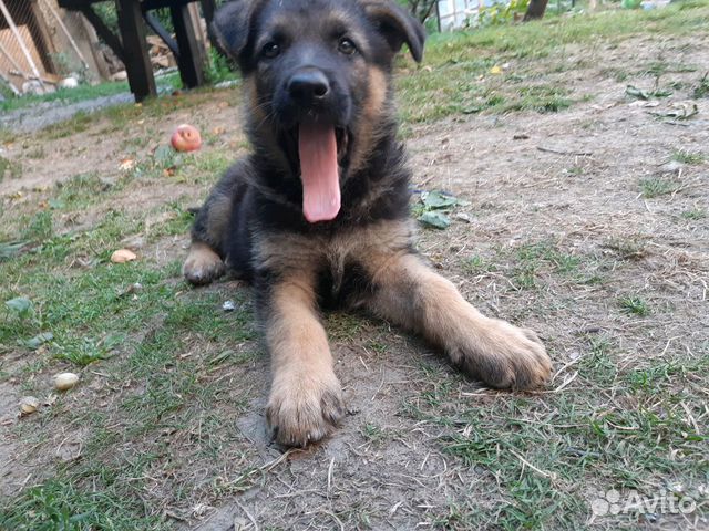 Щенок немоцкой овчарки