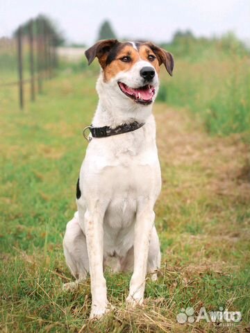 Друг и охранник, пёс Барс