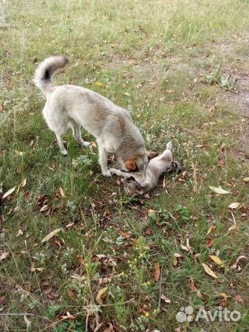 Щенок волка и немки