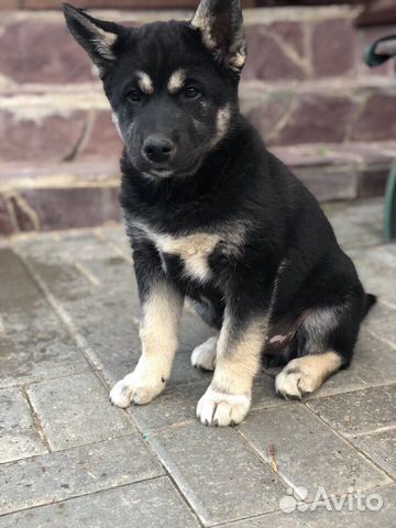 От дам щенка в хорошие руки