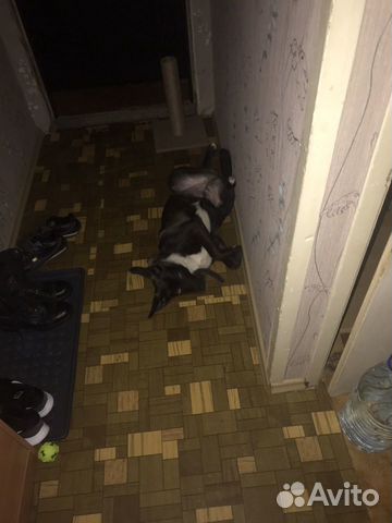 Смесь овчарки с Хаски