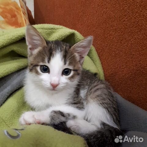 Очаровательные малыши ждут любящих хозяев