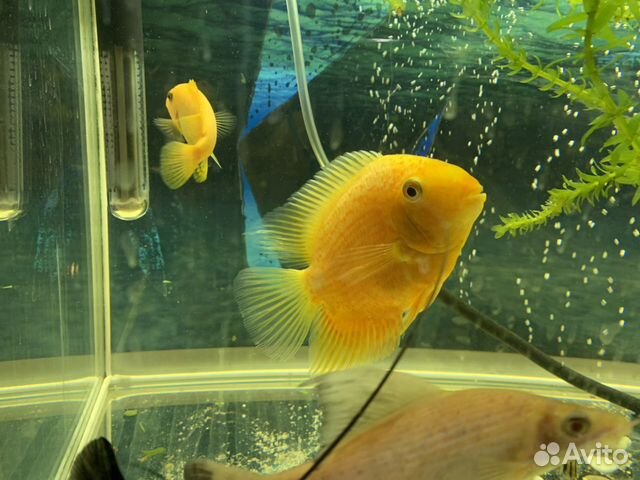 Северум,Лабео,Монодактилусы,дельфин,зебра