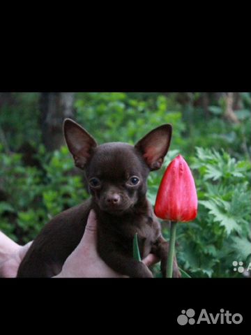 Продаётся подрощенный мальчик чихуа