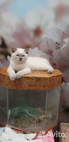 Котята шотландские