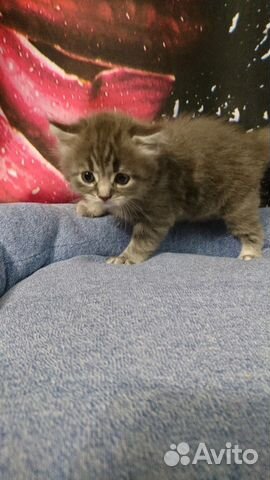 Шотландская веслоухая