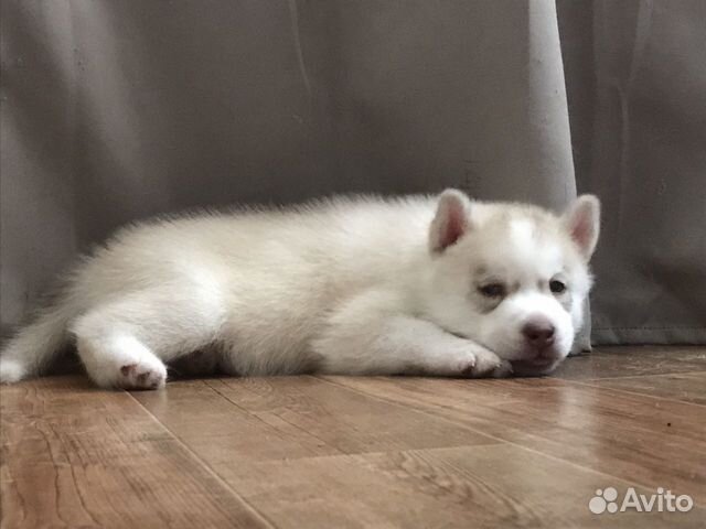 Хаски, мальчик. Редкий окрас