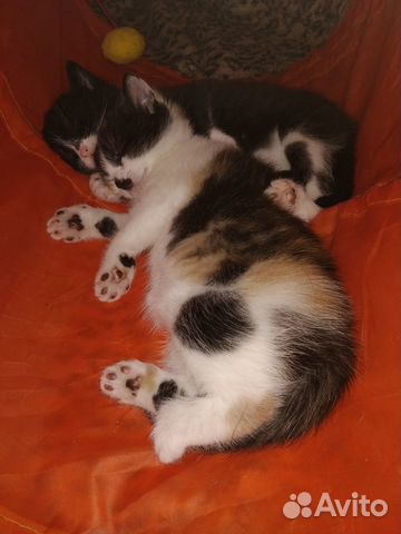 Котодетки в добрые руки