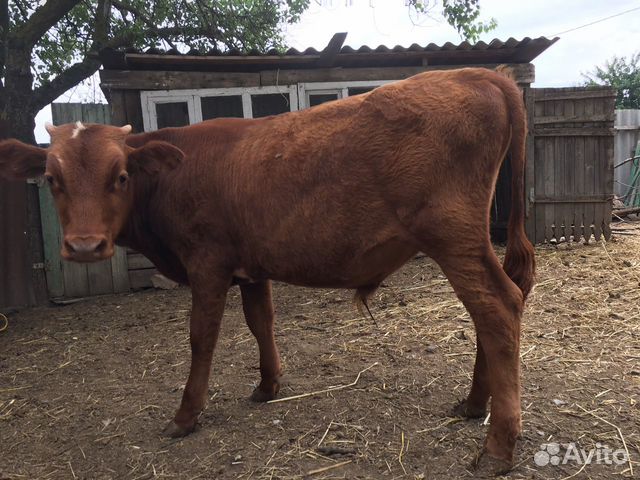 Бычок 7 месяцев и 1 неделя