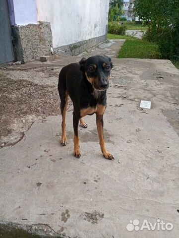 Сонечка в добрые руки