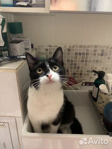 Юный котик в семью с детьми