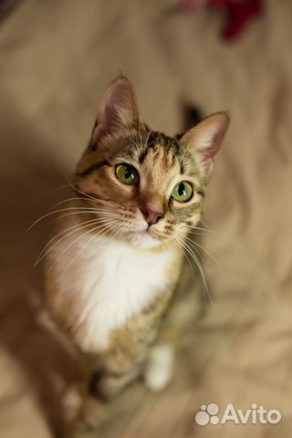 Кошка твоей души