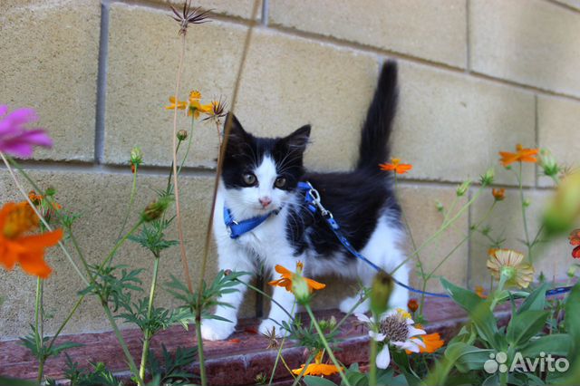 Китти в поисках дома