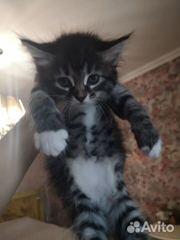 Котята сибирской породы