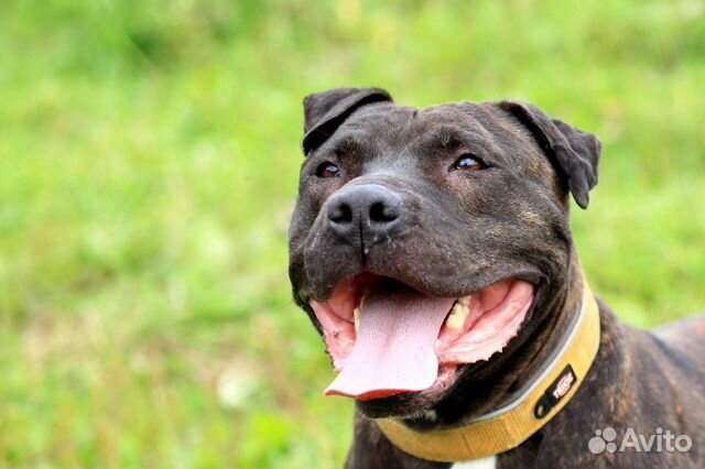 Ласковый стафф Костик в дар