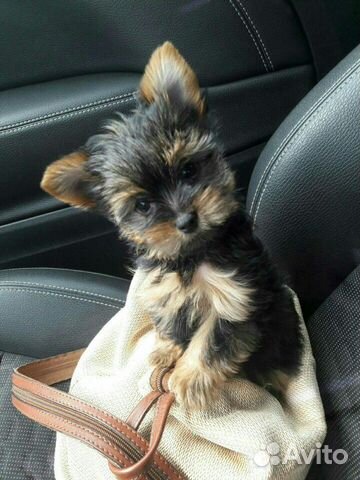 Йоркширский терьер