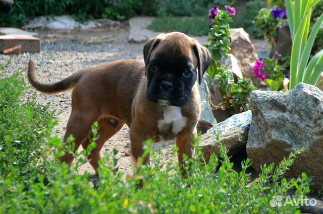 Рыжий щенок боксера