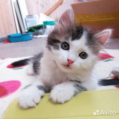 Котенок в добрые руки