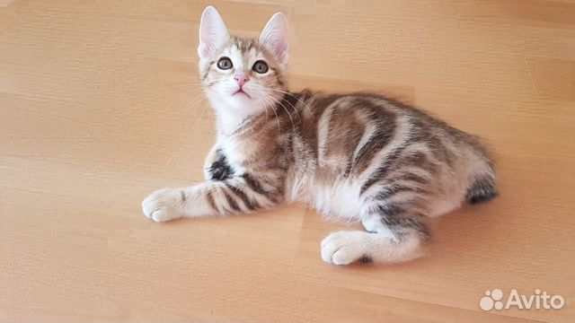 Продаётся красавец золотого окраса)