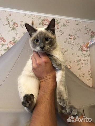 Вязка кошечки