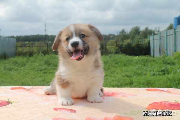 Щенки Вельш Корги Пемброк