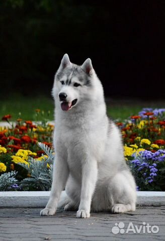 Шикарный кобель для вязки (документы РКФ)