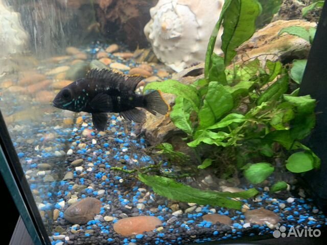 Акара бирюзовая