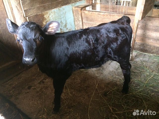 Телочки 2 головы