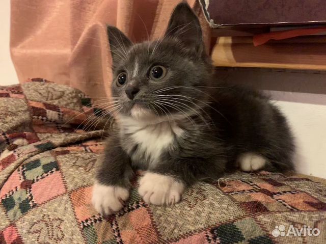 Котик 2 месяца в дар