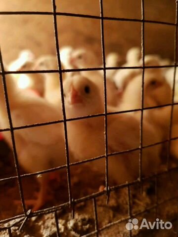 Суточный бройлер