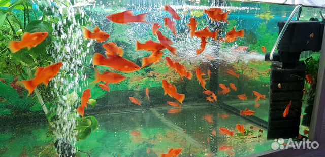 Продаю меченосцев