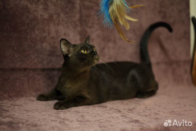 Продам бурманскую кошечку