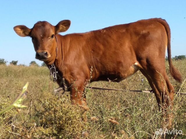 Продам тёлочек