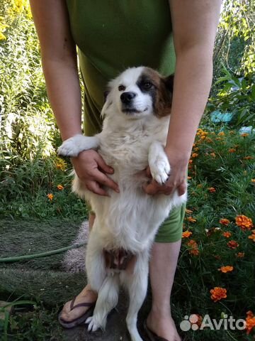 Ищет дом мелкая собачка Алиса