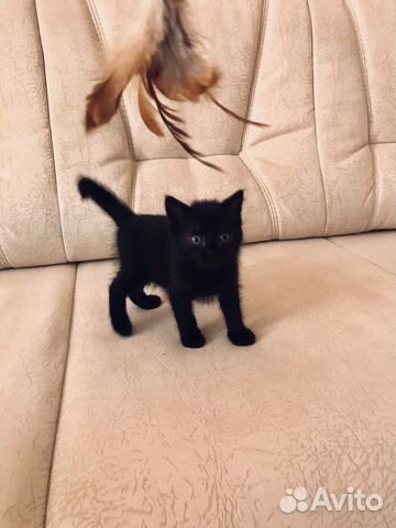 Чёрная пантерка