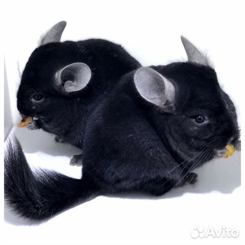 Шиншилла - эбони темный (экстра дарк)