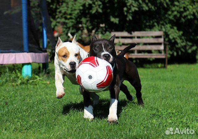 Классный щенок мальчик амстаффа