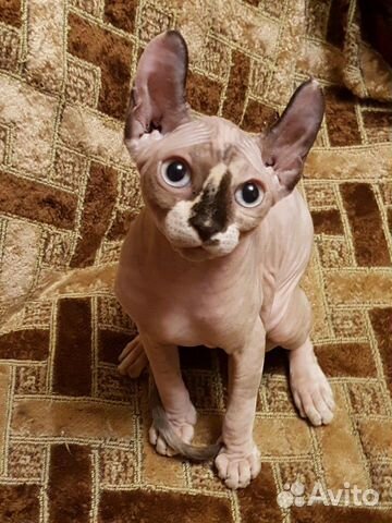 Канадские сфинксы, эльфики