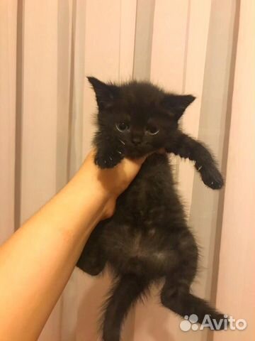 Котенок черный метис 2мес мальчик и девочка
