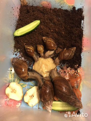 Отдам улиток в добрые руки, бесплатно