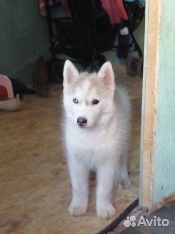 Щенок хаски