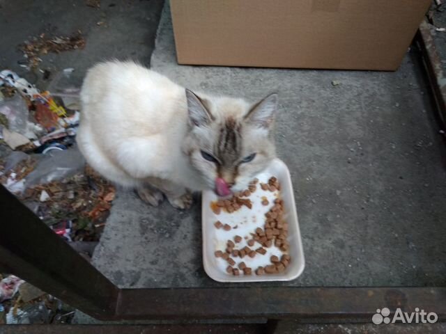 Пристраивается Сиамский кот