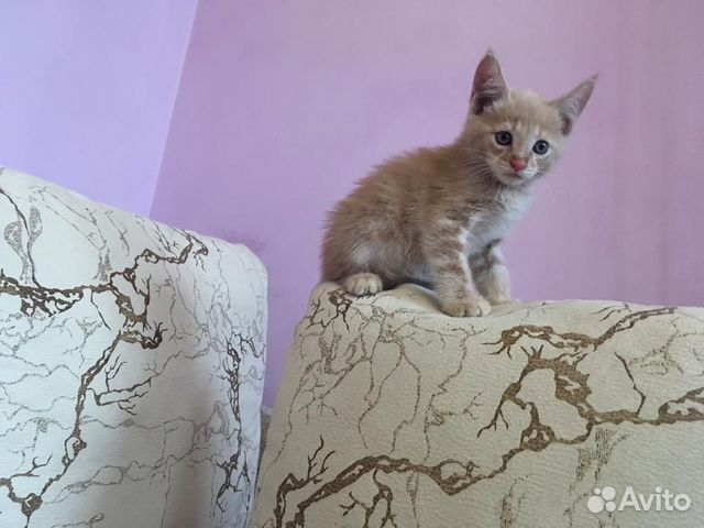Котенок Мейн-Кун