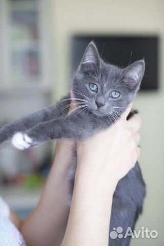 Котенок Фанни, 2 мес. ищет дом