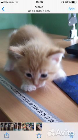 Рыжий кот