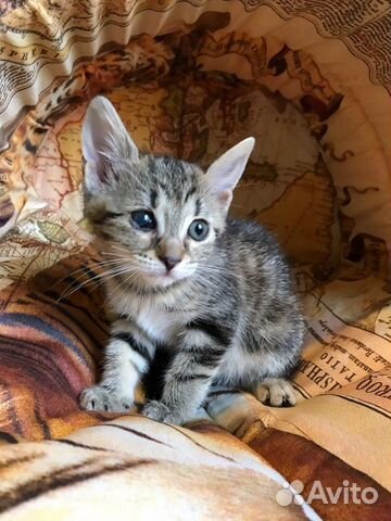 Котята Особенная Муаровая Крошка дар в добрые руки